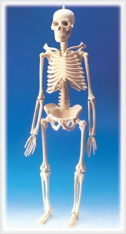 İskelet Maket 46 cm - cagdaskids.com